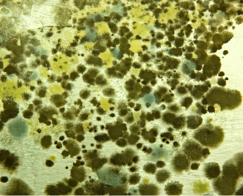 Mold Risk Assessment Package - Desired Home Inspections